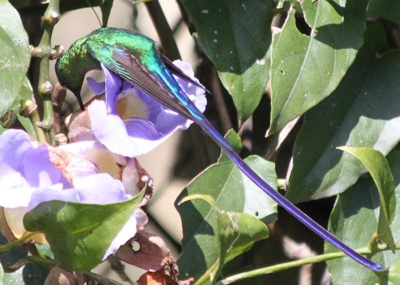 Nuestro bello mundo...: Long-tailed Sylph, Colibri Coludo Azul, Fotos ...