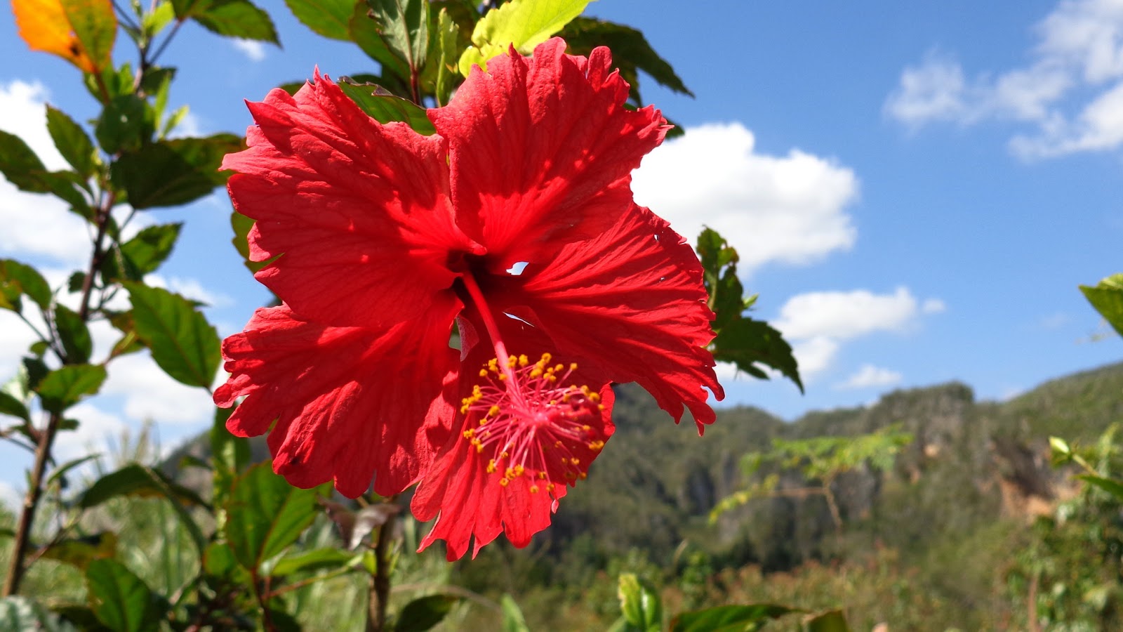 Fotografie & Dintorni: Cuba (10) - La flora tropicale... o quasi