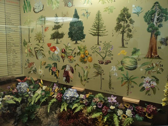 BIODIVERSIDAD: PLANTAS