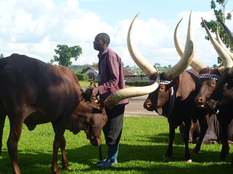The Kroghs in Kigali!: The King's Palace and the Rwandan Cows!