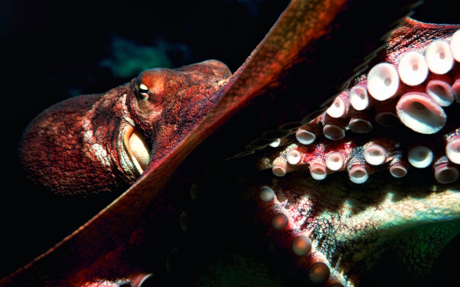 Octopus - HD Wallpapers | Earth Blog