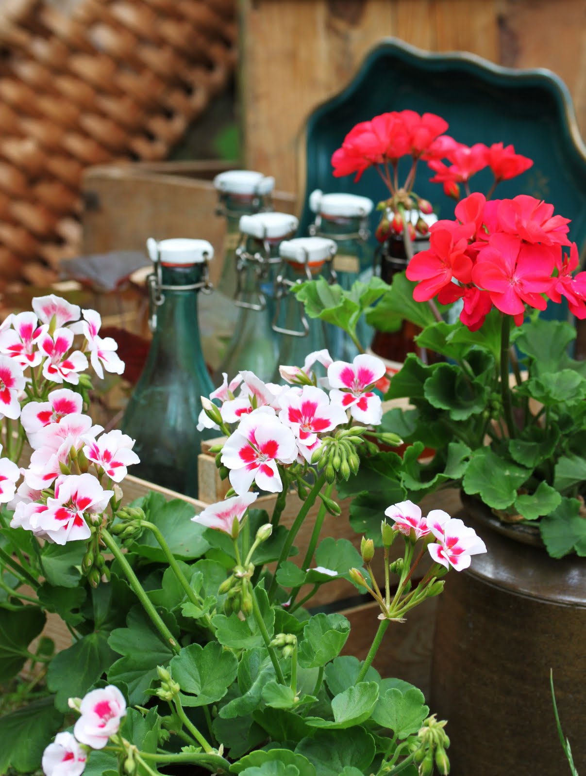 Tankar från Trädgårdsmästarn: Vita pelargoner...