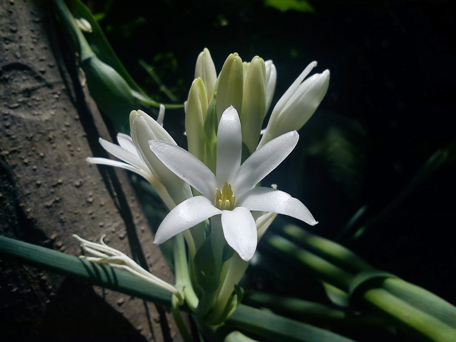 sagar: Rajnigandha (Gulchadi) Flower