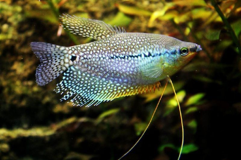 Cara Lengkap Budidaya Ikan Sepat Mutiara (Pearl Gourami) - cara ternak ikan