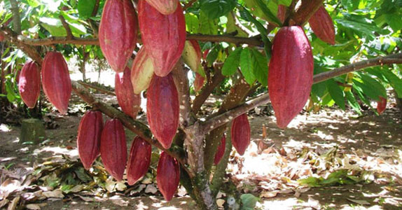 Petani MaxiGrow: Aplikasi Pupuk Hayati MaxiGrow pada Kakao / Coklat