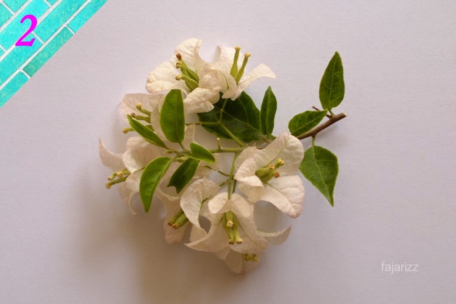 Medium berkongsi informasi: Cantuman baji pokok bunga kertas