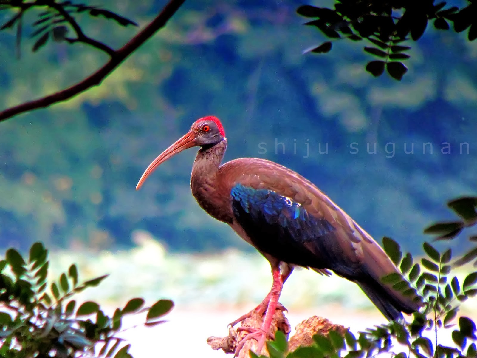 Red naped ibis - Alchetron, The Free Social Encyclopedia