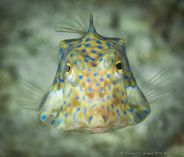 Honu Hawaiian Diving: Thornback Cowfish