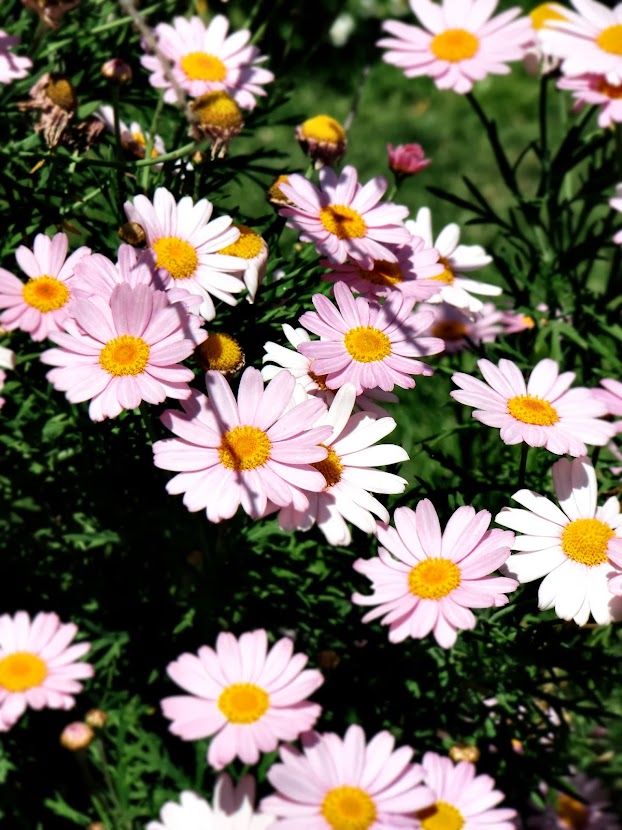 el armario de la nena: Flower Power