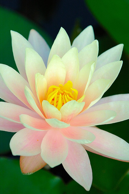 Beautiful Lotus Flowers ~ Explore Amazing World