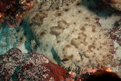 Real Monstrosities: Wobbegong
