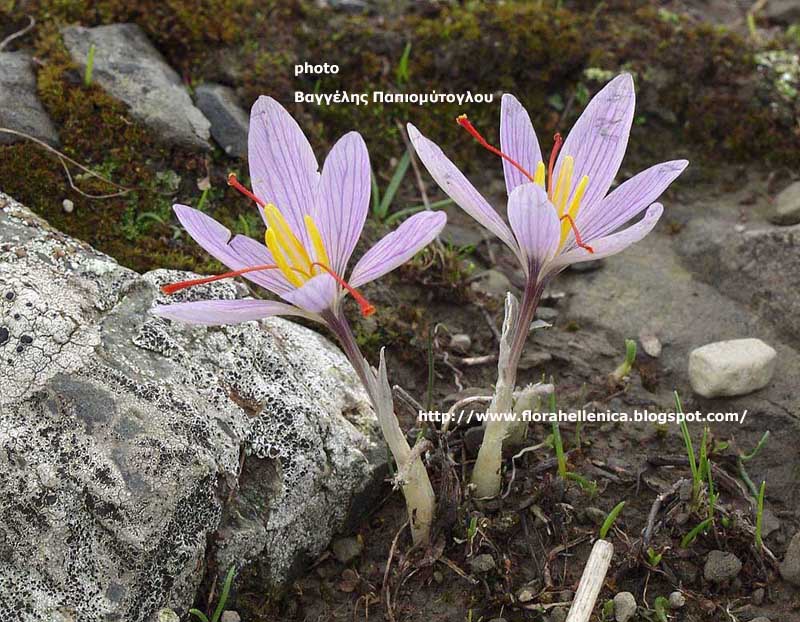 Flora hellenica: Crocus oreocreticus