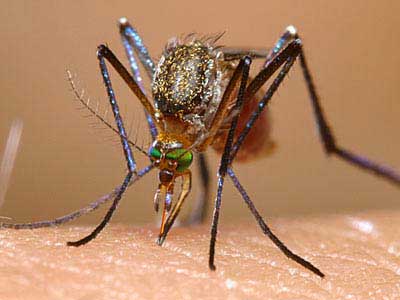 PICADA DE PERNILONGO, MOSQUITO - como parar de coçar ~ imagens para celular