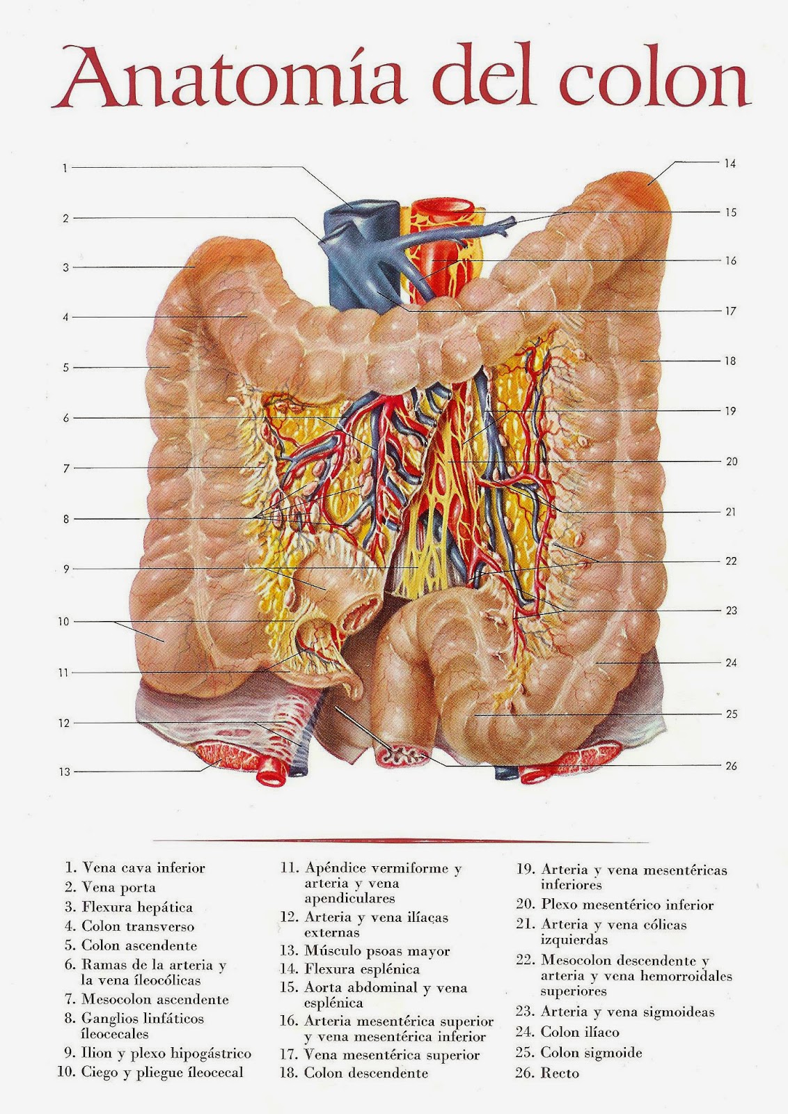 AIKA: ilustraciones de la anatomia de varios organos y tejidos