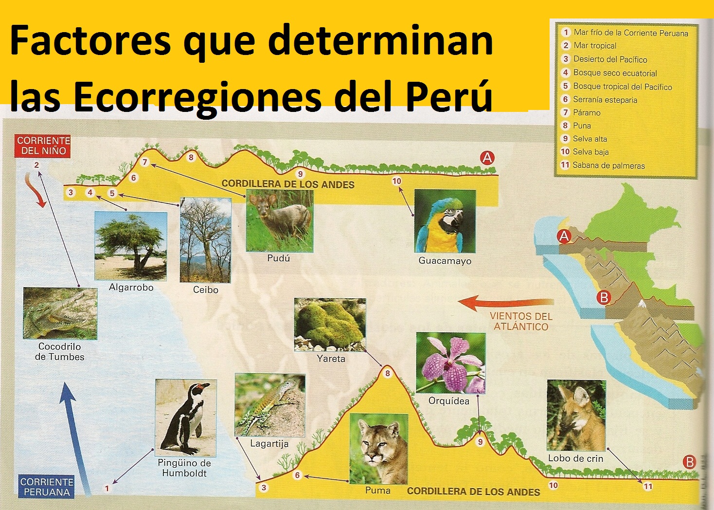 "ECOSISTEMAS": ECORREGIONES DEL PERÚ