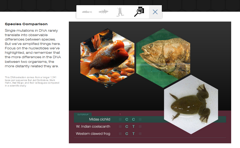 Phyloinformatics: Evolution game, NOVA Labs