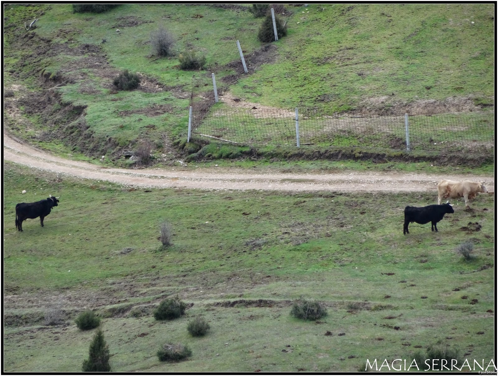 ANIMALES DE LA SERRANÍA DE CUENCA