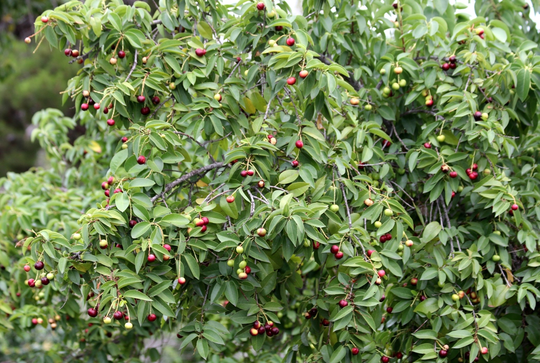 A photo, A thought............: Plant: Empress tree and Catalina cherry ...