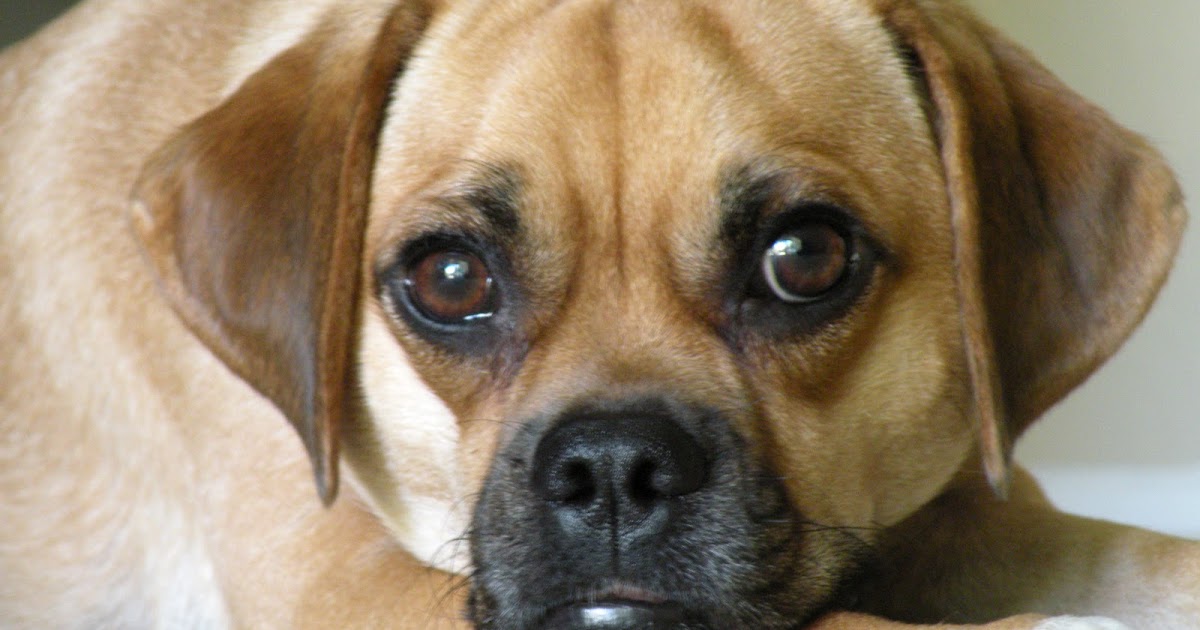 Life with a Chef's Wife: Favorite Animal of the Week Spotlight: Kobe ...