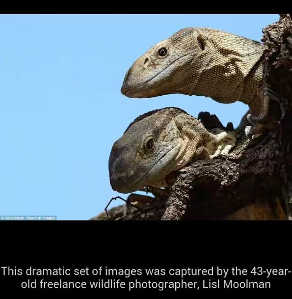 Unlucky monitor lizard is attacked and eaten as it mated