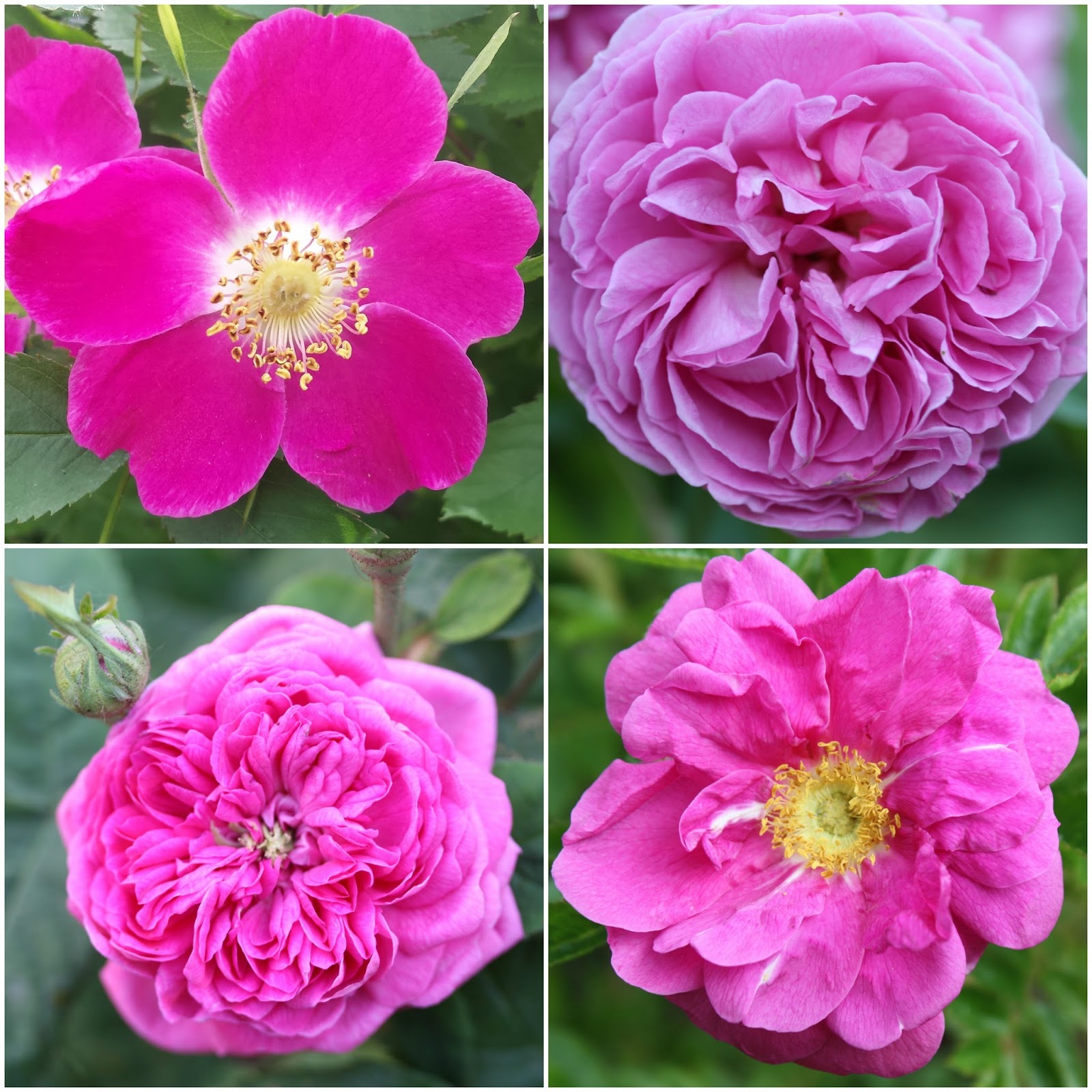 VÅRLI : Rosene i hagen