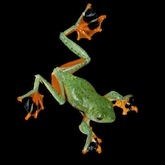 The Flying Frog of Borneo | Facts About All