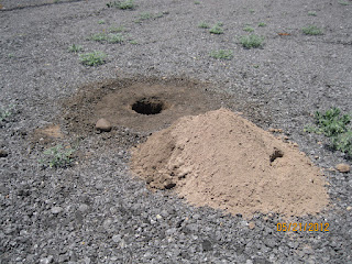 Pumpkinmania!: Giant pumpkin mound and ground preparation