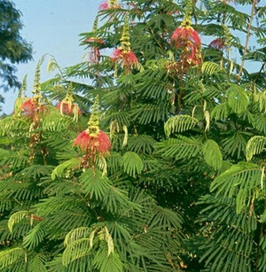 BUDIDAYA LEBAH MADU: Produksi madu kaliandra (Calliandra callothyrsus)