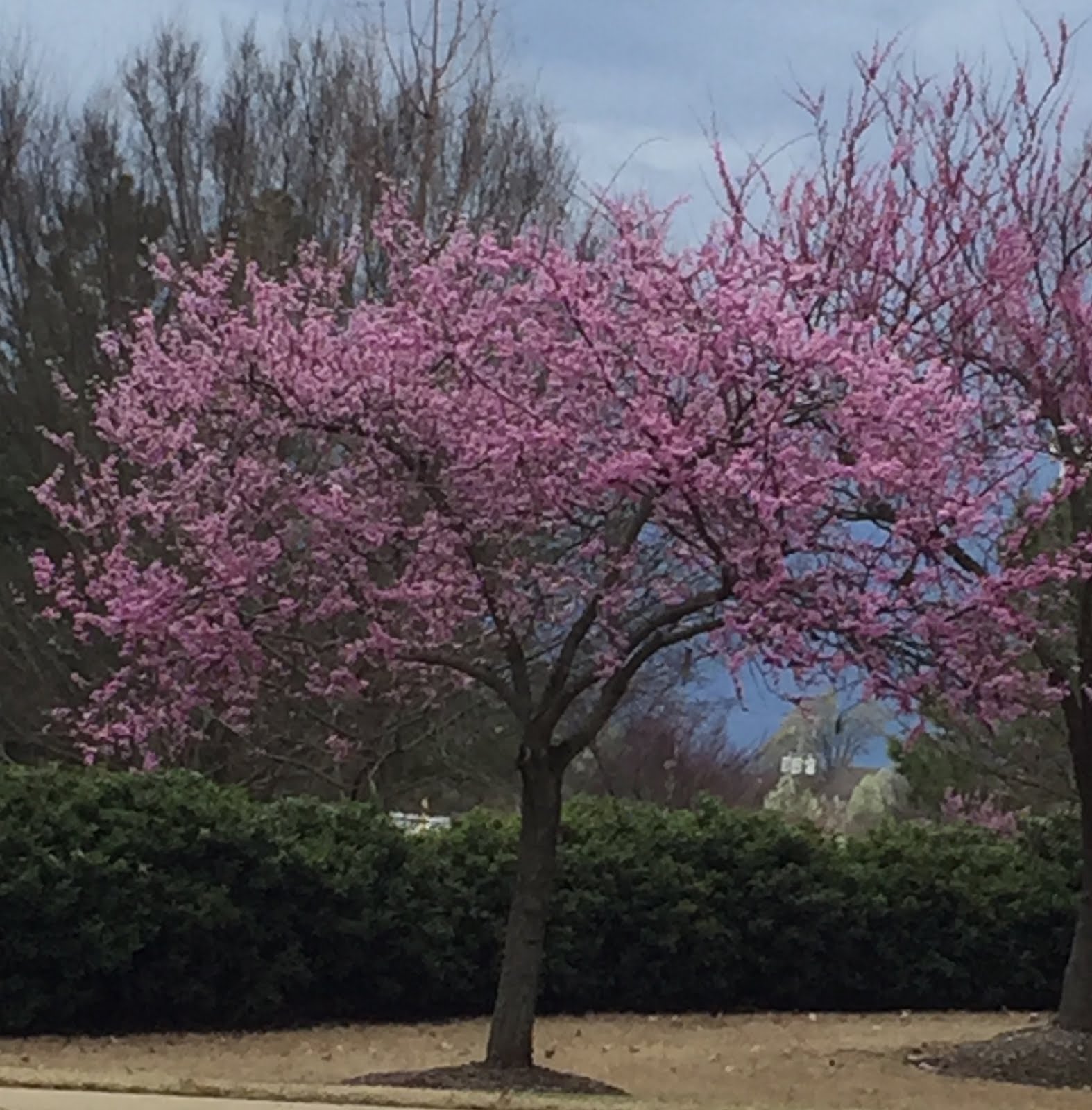 Why is the Redbud Tree not Red? - Patricia Bradley