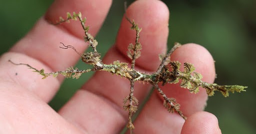 Moss Plants and More: Everyone wants to be called a Moss