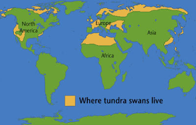 About Animal Tundra Swan - Animals Point | DaddyFile