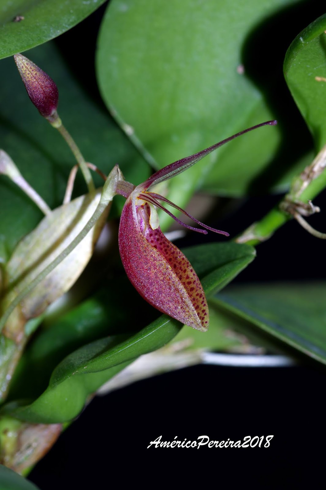 Orquídeas soltas: Restrepia cymbula