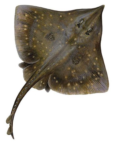 Artes de Pesca: VAMOS A PESCAR DIPTURUS