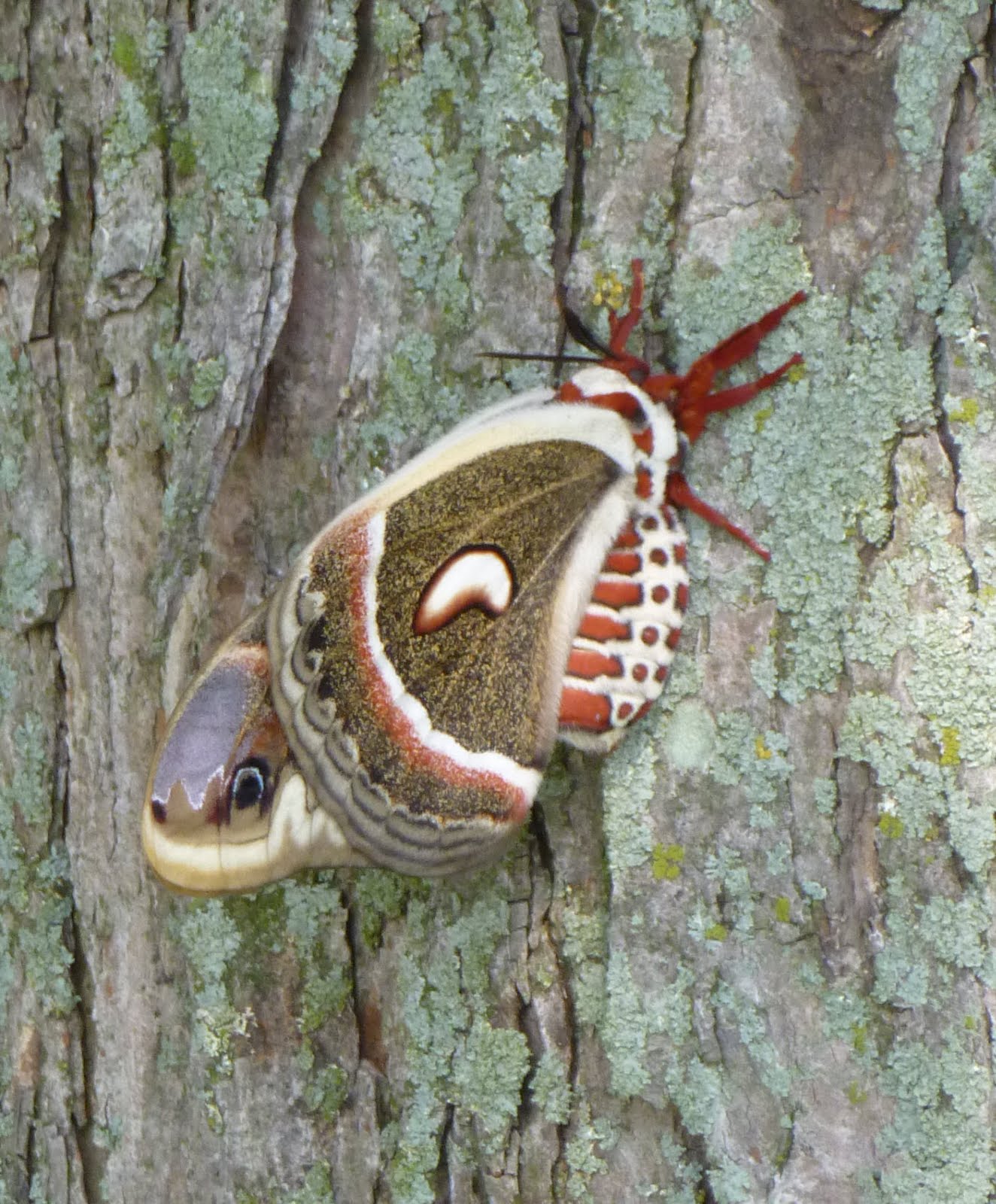 Three Things Very Dull Indeed: North America's Largest Native Moth