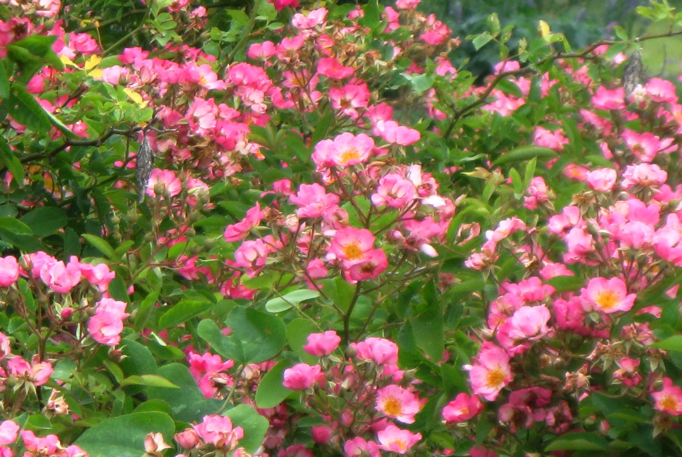 Hummer's Delight: Antique Rose Emporium Visit ...Day 97