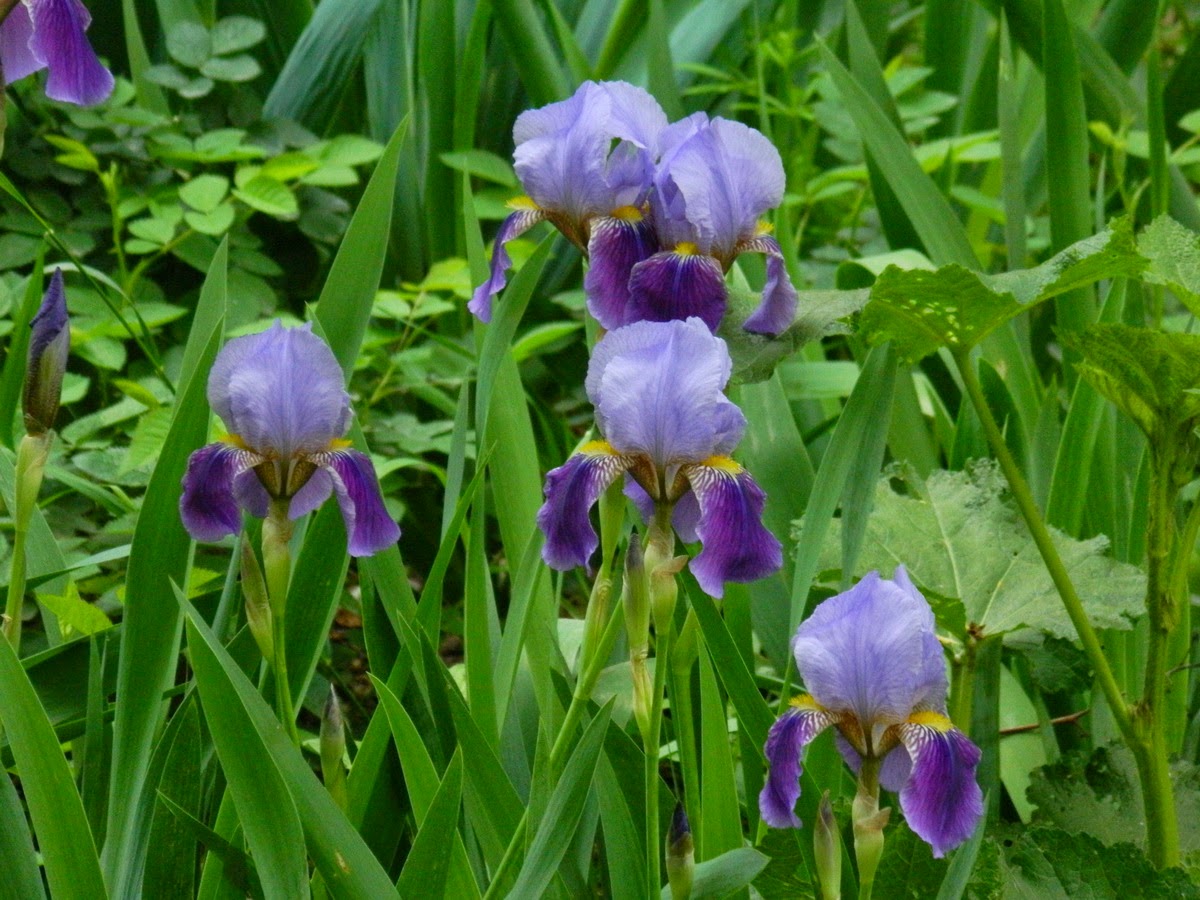 LA MULTI ANI, ROMANIA!: Stanjenei (irisi)