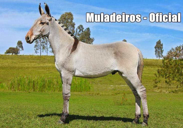 muladeiro: Como Escolher Um Bom Muar