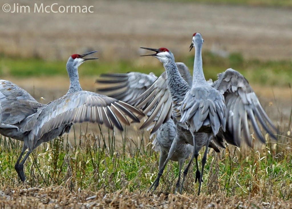 Ohio Birds and Biodiversity: Sandhill Cranes at Jasper-Pulaski