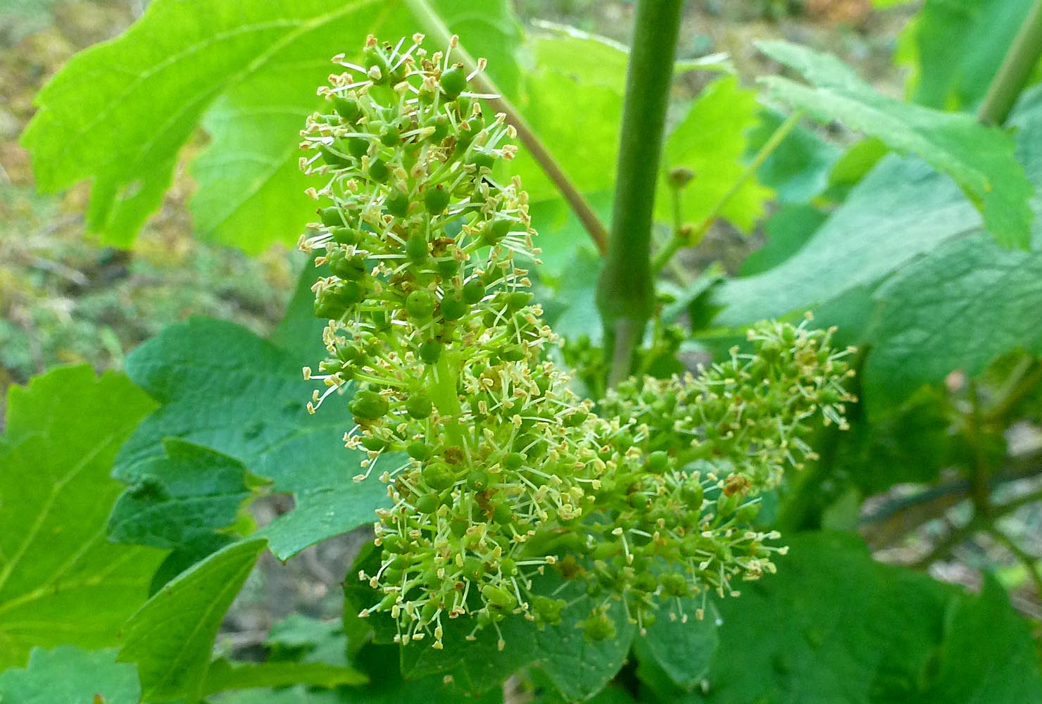 Living the life in Saint-Aignan: (Too many) grape flowers