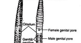 Metamerism ~ Zoology-NETWORK