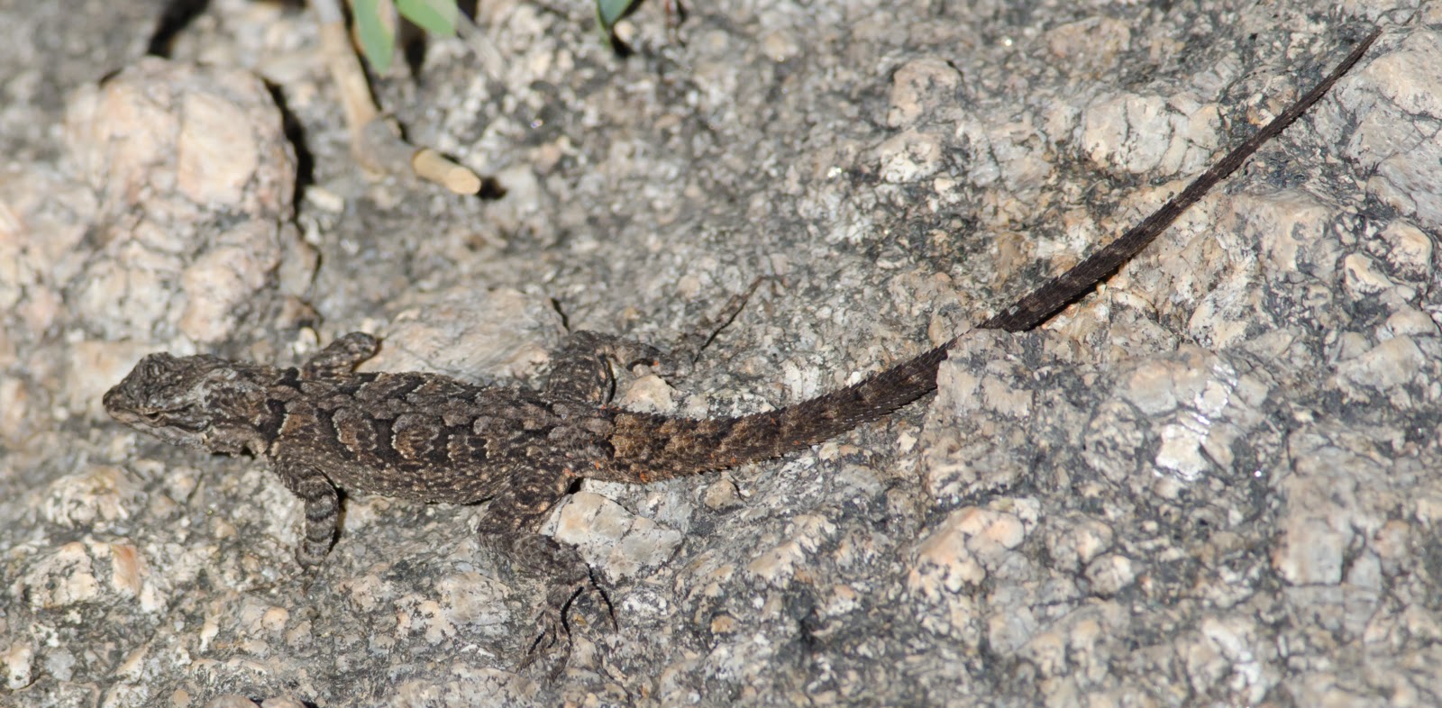 Gordon's Birding Adventures: Tom's Thumb Trail - 25 May 2013