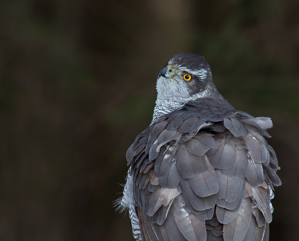 Jarl Kjetil`s blogg: Hauk over hauk.