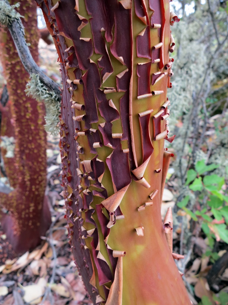 Clark's Oregon Wildflower Blog: Pacific Madrone
