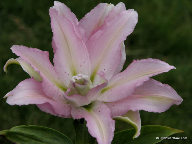 Lilyflowerstore/Parry's Tree Farm Garden Blog: Pictures of Double Rose ...