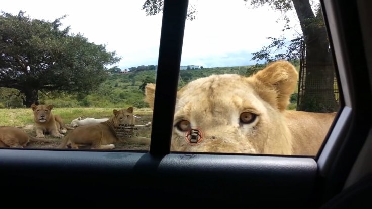 LION CHANNEL: South Africa: Lion drags American woman from car and ...