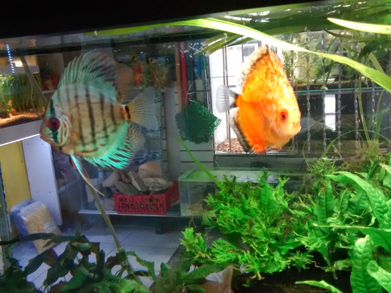 Acuarios Decorpez: Como elegir tu pecera