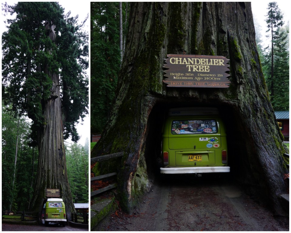 Drive thru trees California – Túneles en las secuoyas de California ...