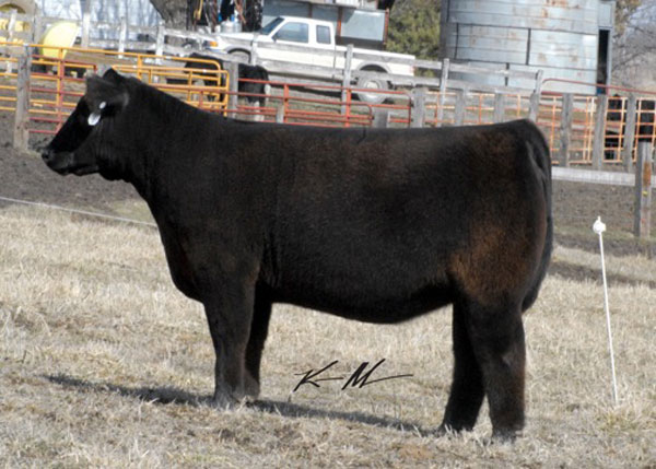 Lautner Farms: Bremer Show Cattle Online Sale