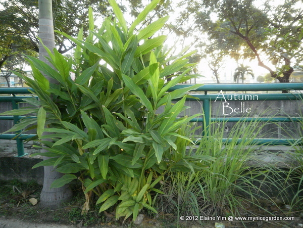 My Nice Garden: How to grow galangal (Alpinia galanga) from store ...