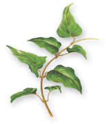 CENTRO EDUCACIONAL TELLUS: O Guaco e suas propriedades